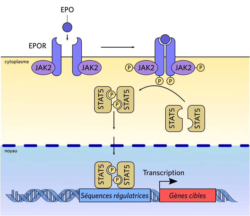 EPO et dopage | Planet-Vie